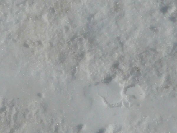 packed snow texture 0027 - Texturelib